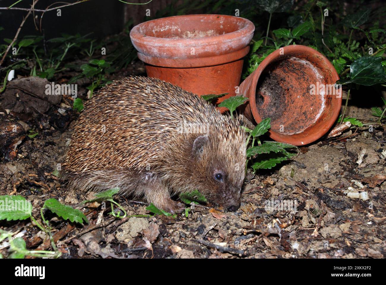 Foraging hedgehog hi-res stock photography and images - Alamy