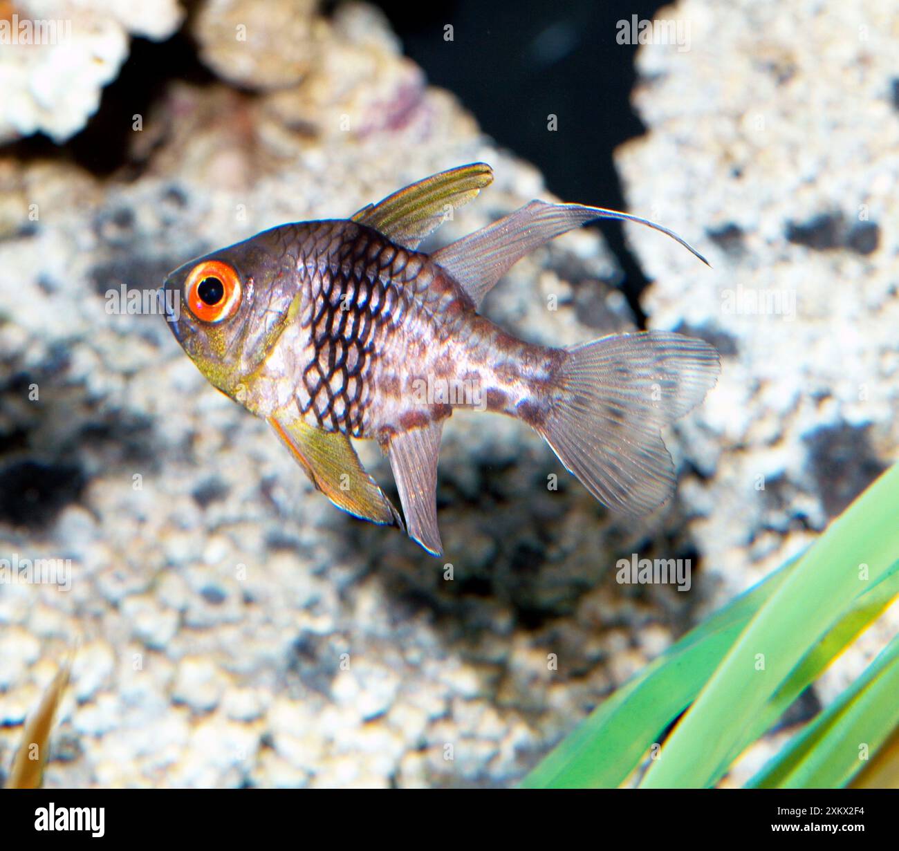 Single cardinal hi-res stock photography and images - Alamy