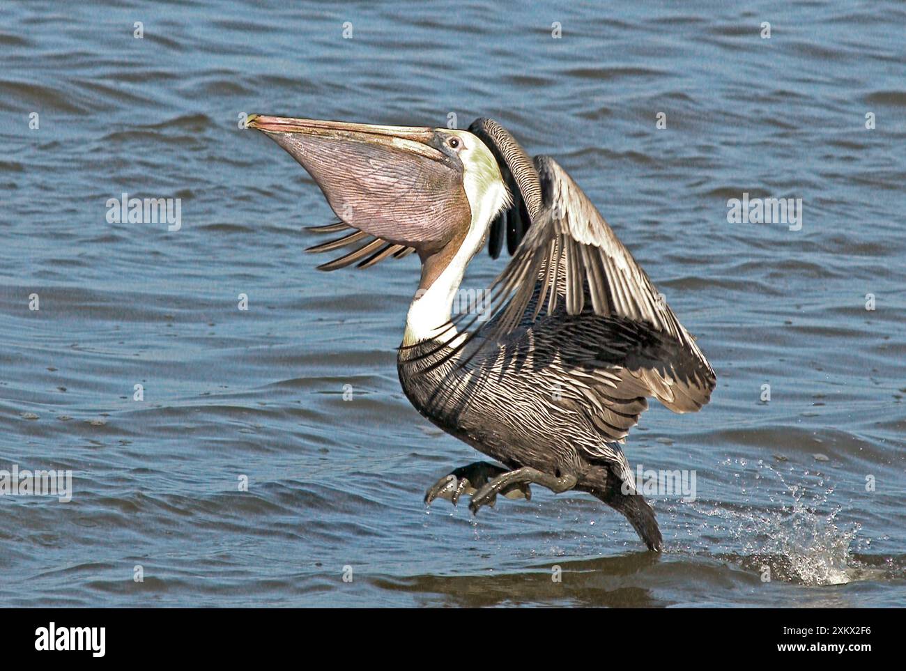 Pelican pouch beak hi-res stock photography and images - Alamy