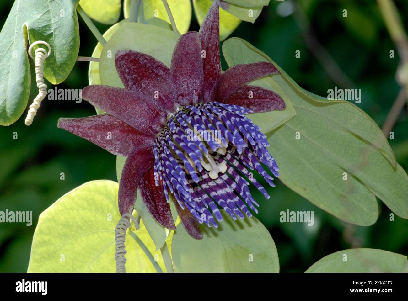 Passion Flower / Trilobed Passion Flower / Twelve-petaled Stock Photo ...