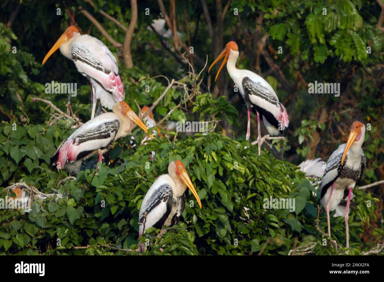 Nesting in groups hi-res stock photography and images - Alamy