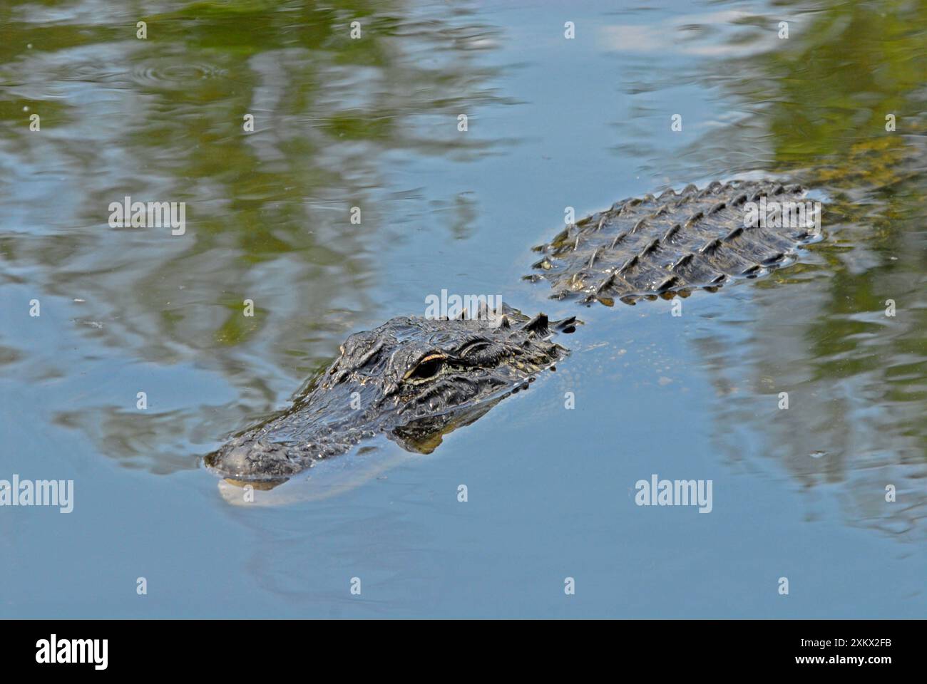 American Alligator - Submerged in water, just showing Stock Photo - Alamy