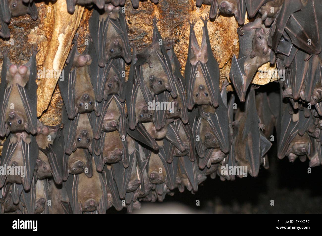 Fruit Bat colony - males hanging upside down living Stock Photo - Alamy