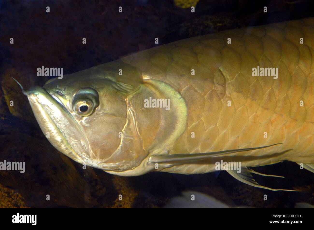 Arawana Fish - Freshwater species Stock Photo - Alamy