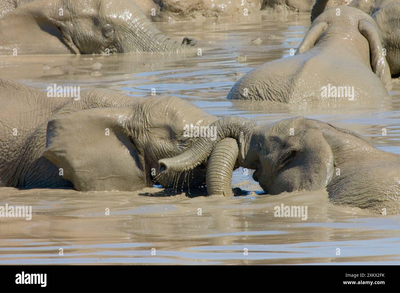 African Elephants trunk-wrestling while playing in waterhole Stock ...
