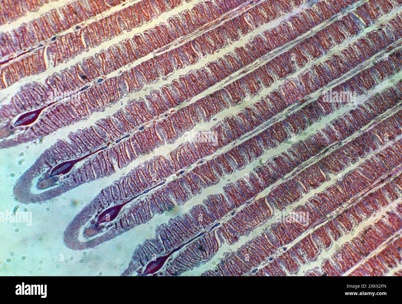 Fish Anatomy - Fish gill under microscope Stock Photo - Alamy