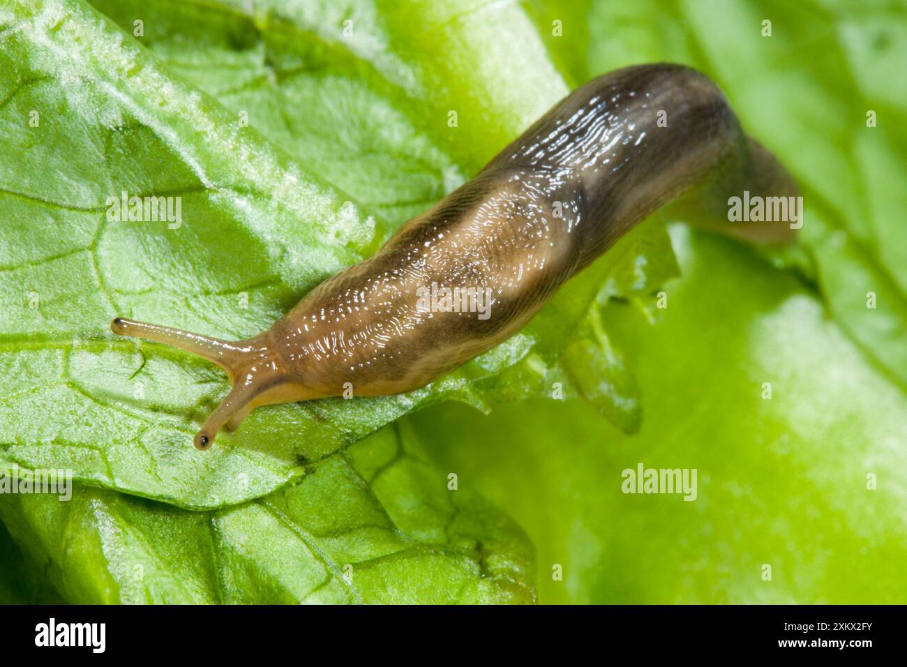 Tree slug hi-res stock photography and images - Alamy