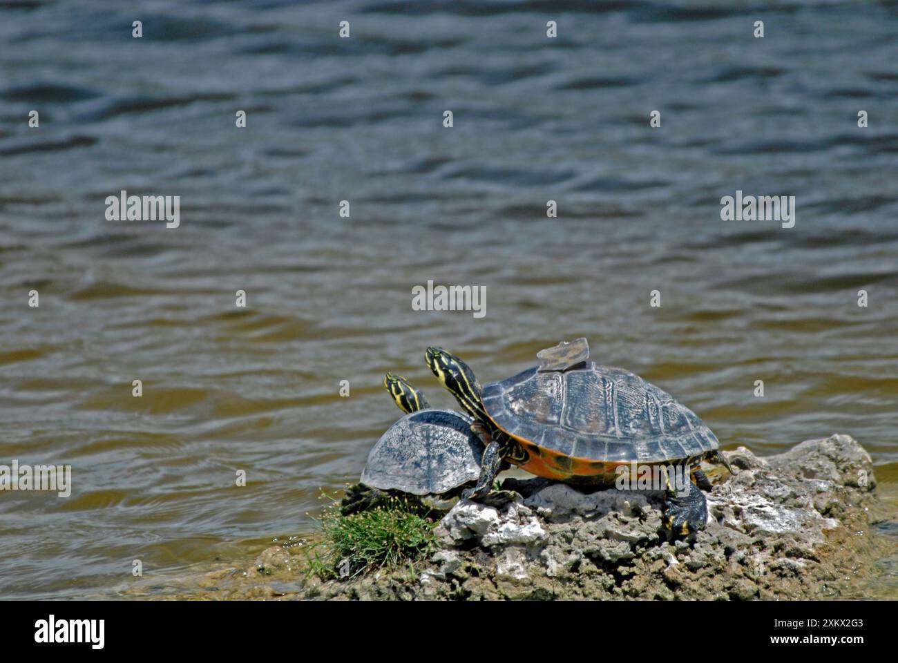 Florida Red-belly / Redbelly Turtles basking on rock Stock Photo - Alamy