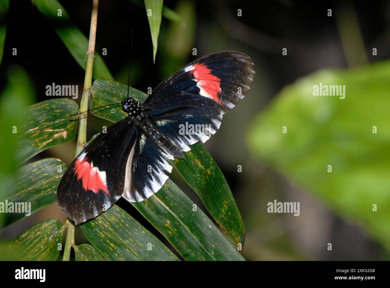 Piano Key butterfly Stock Photo - Alamy