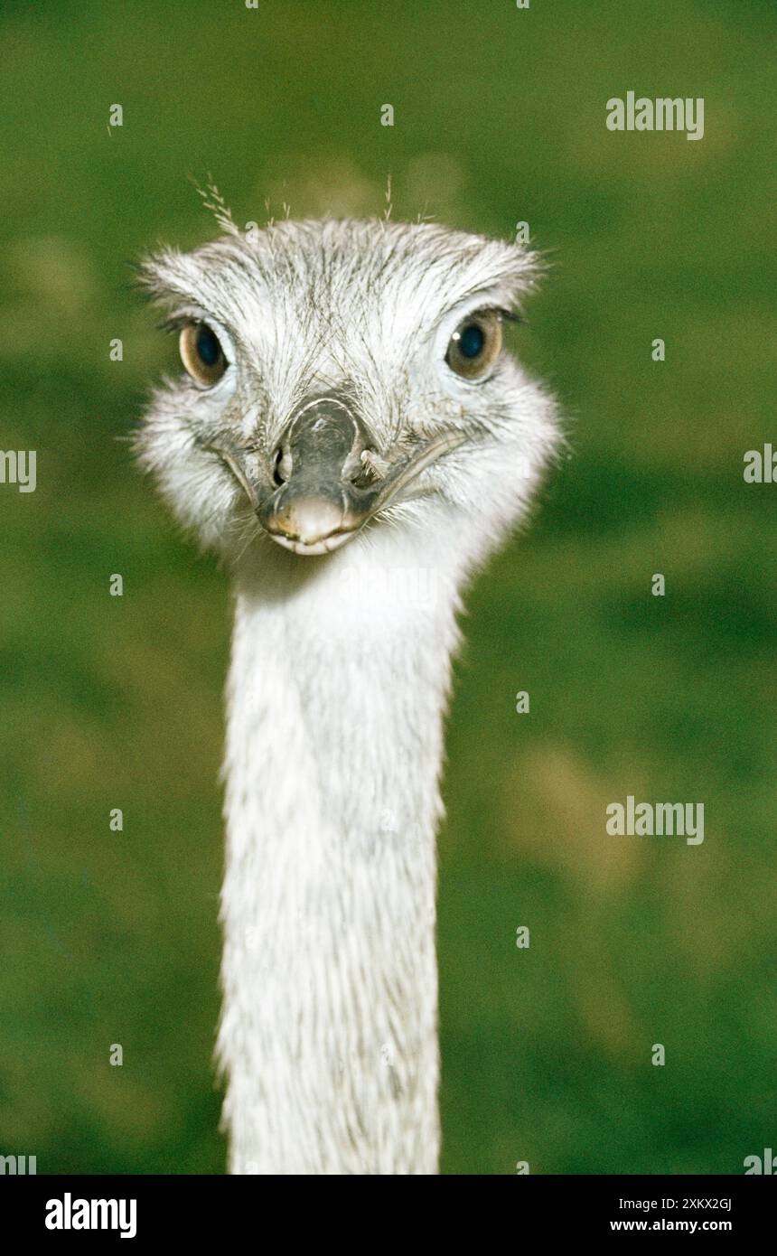 Rhea head hi-res stock photography and images - Alamy