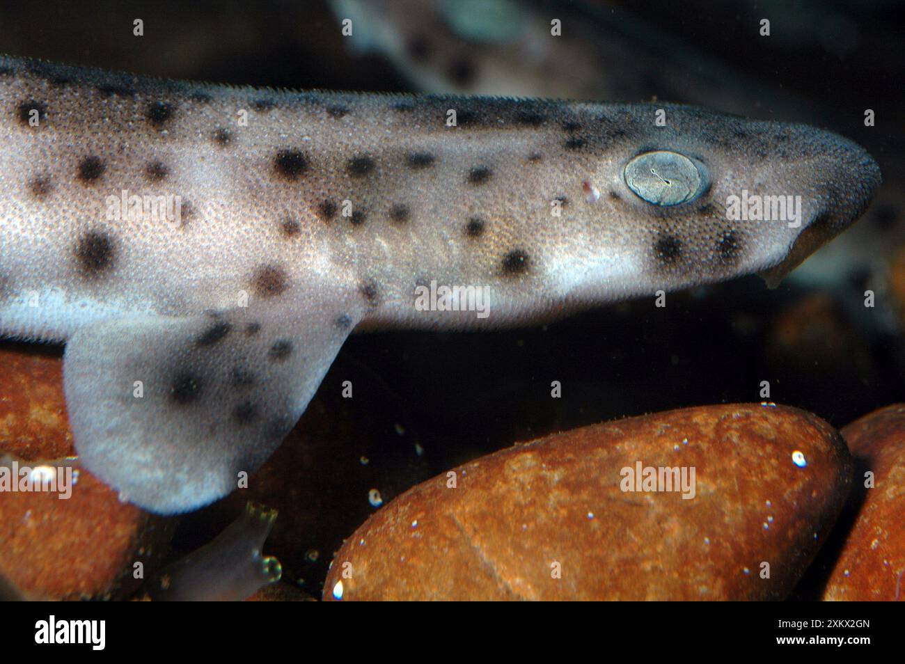 Hatched fish hi-res stock photography and images - Alamy