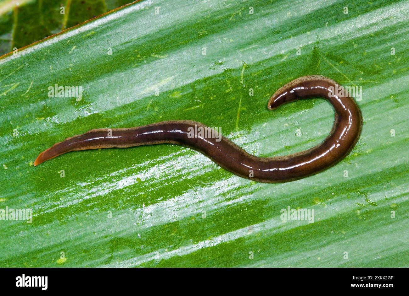 New zealand flatworm hi-res stock photography and images - Alamy