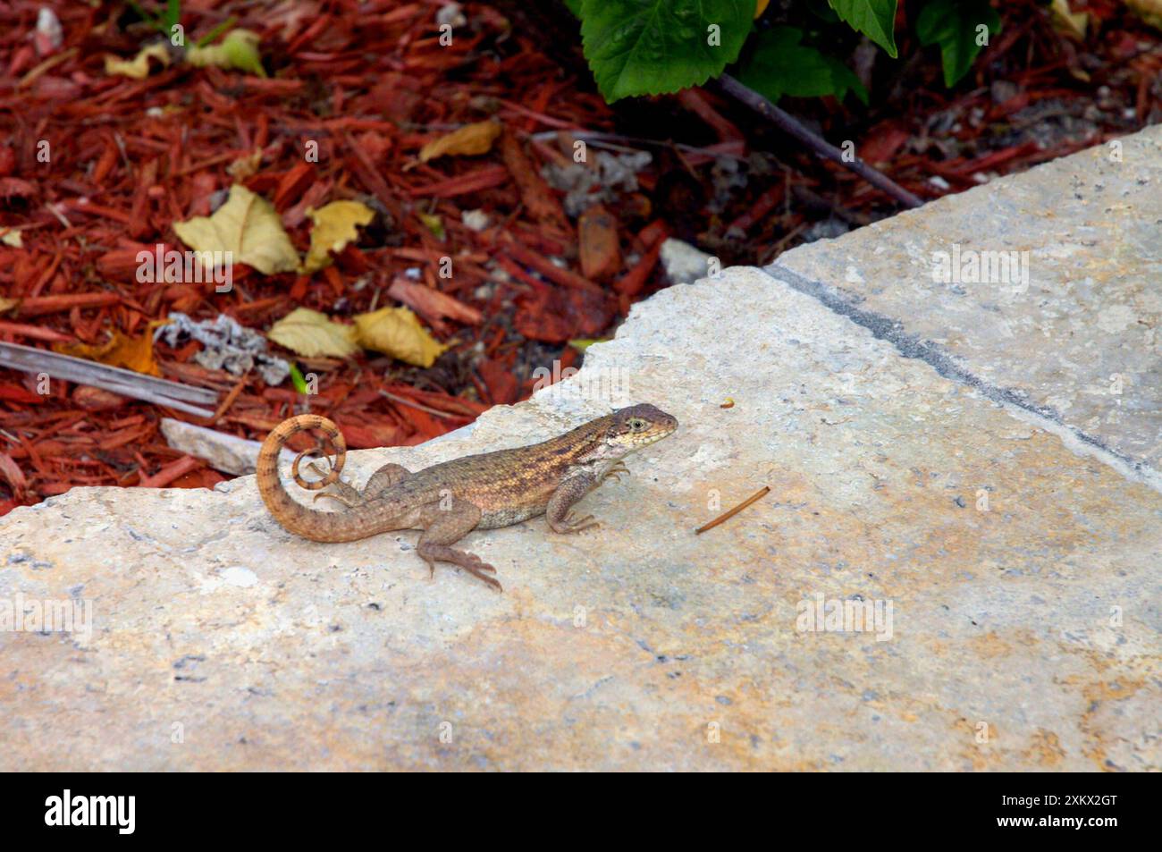 Curly-tailed Lizard with tail curved characteristically Stock Photo - Alamy