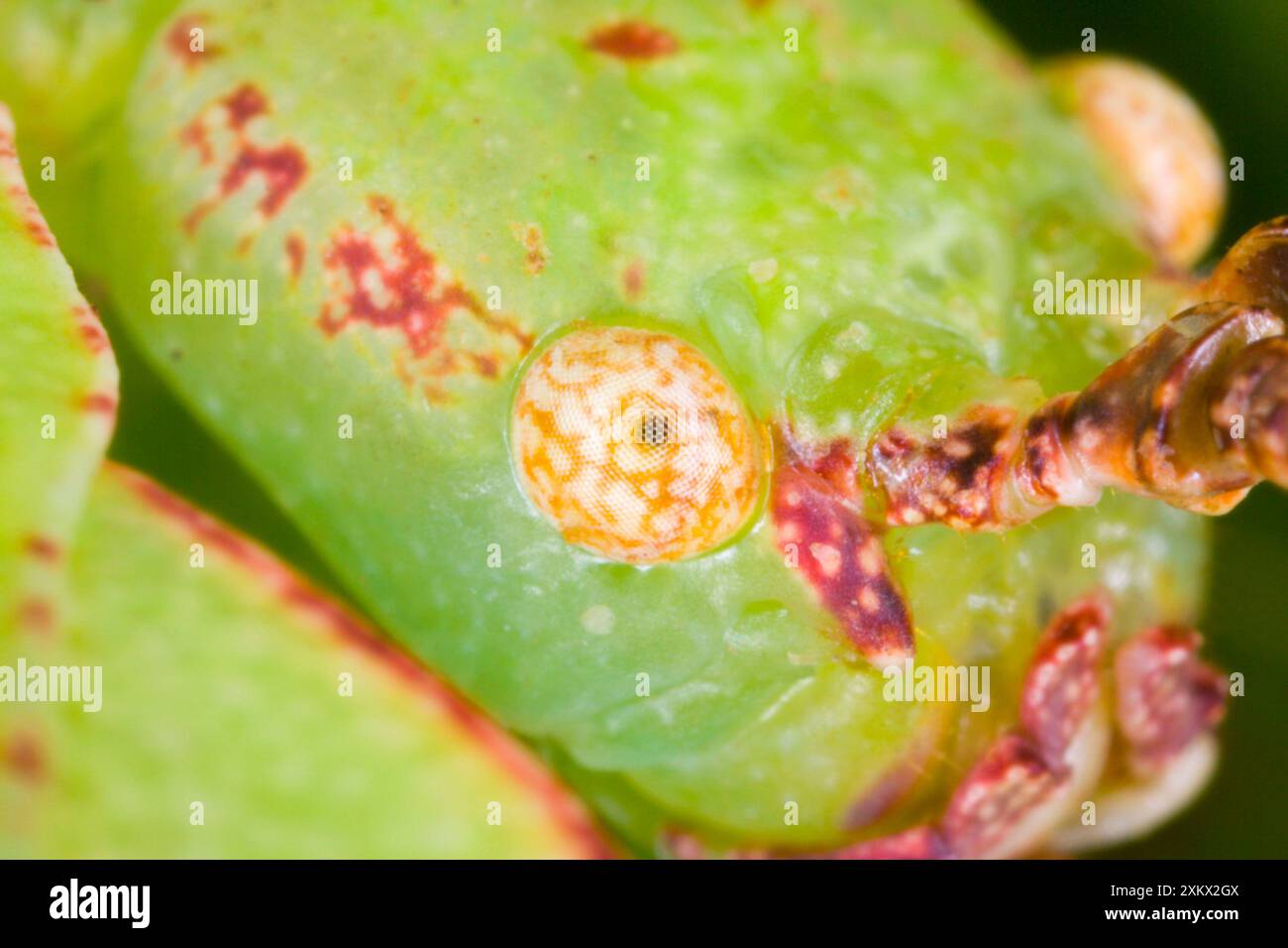 Insect eye view hi-res stock photography and images - Alamy