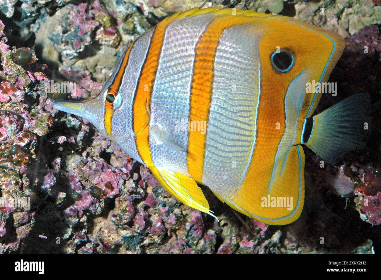 Banded stripes hi-res stock photography and images - Alamy