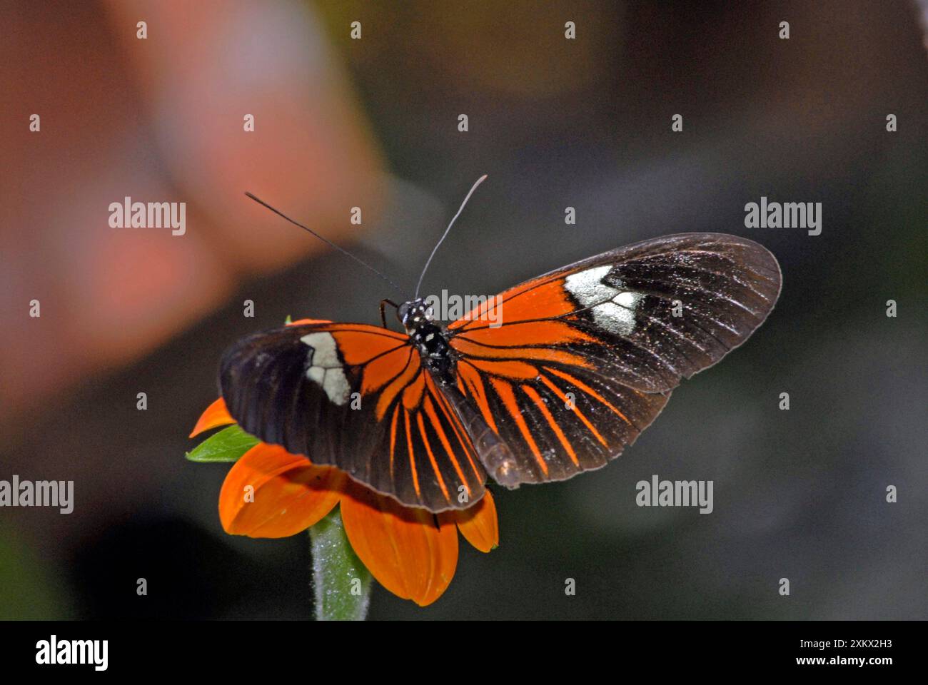 Visiting insects hi-res stock photography and images - Alamy