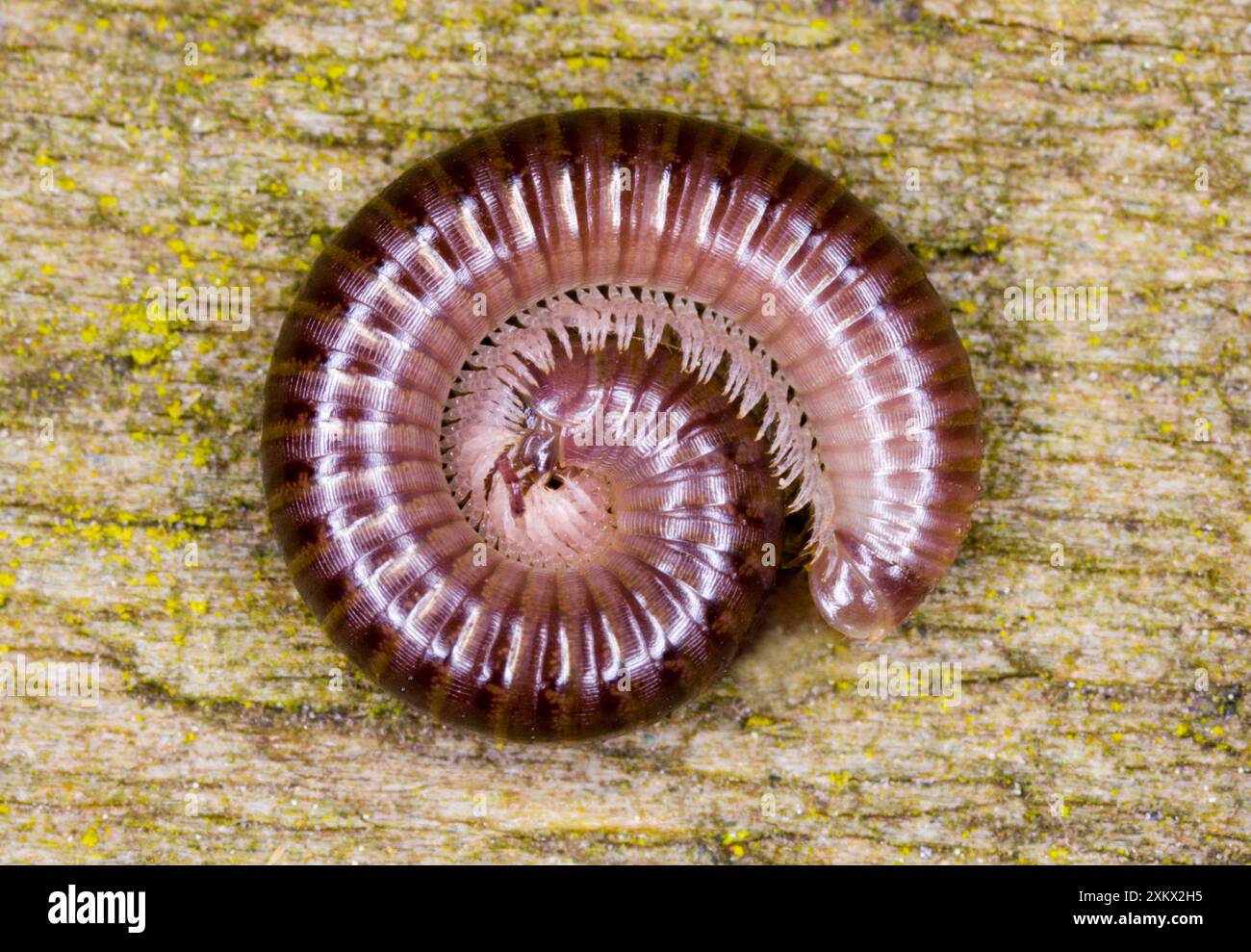 Curled millipede hi-res stock photography and images - Alamy