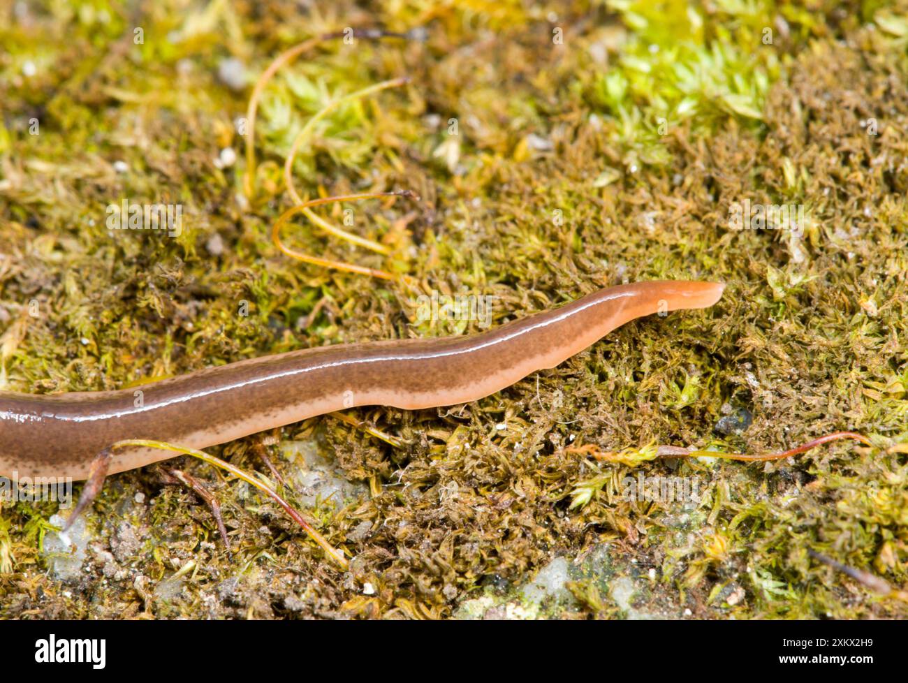 Flatworm not islc hi-res stock photography and images - Alamy