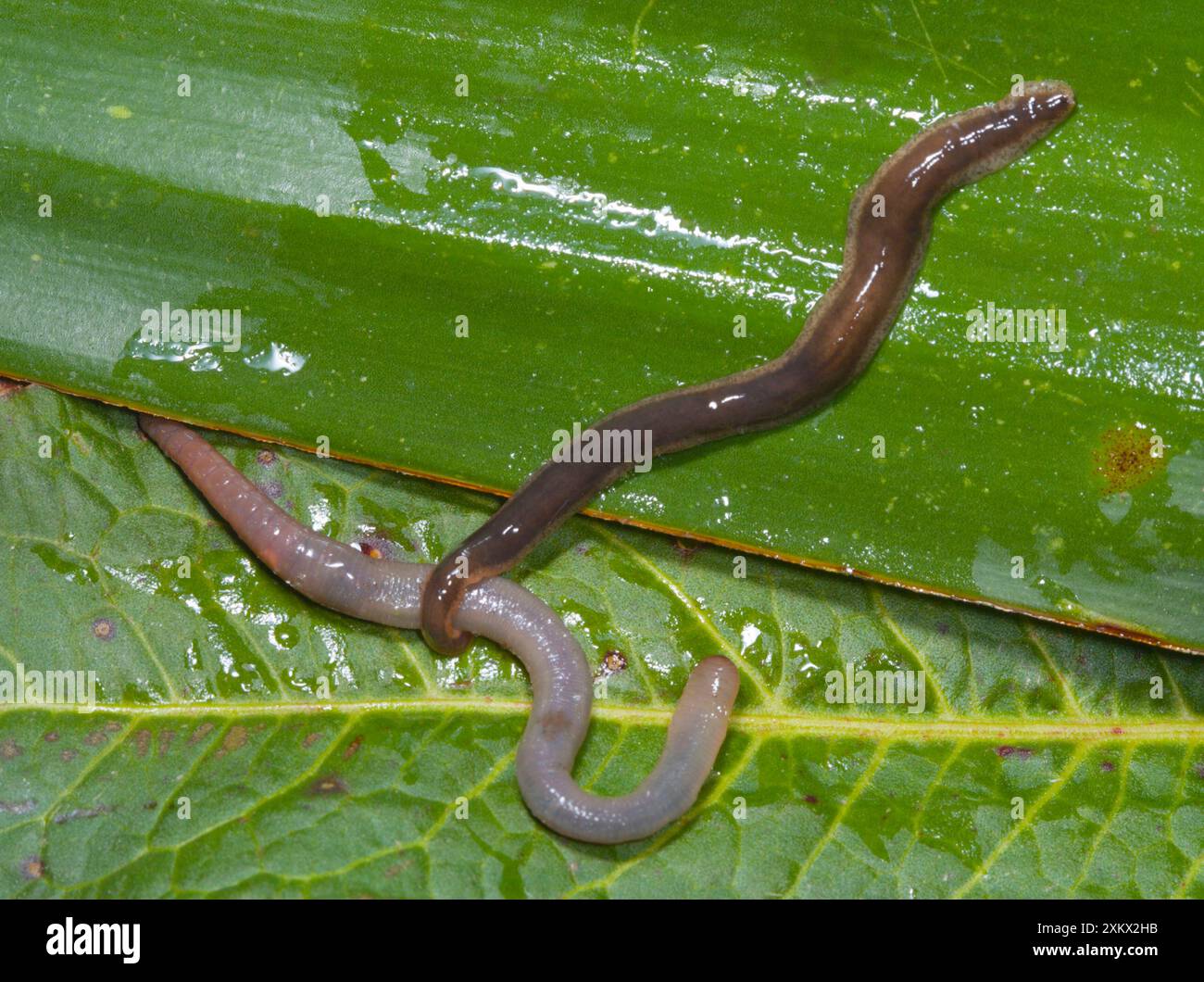 New zealand flatworm hi-res stock photography and images - Alamy