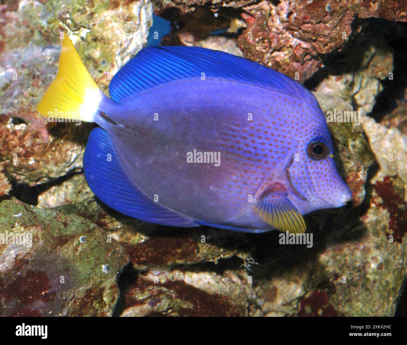 See tang hi-res stock photography and images - Alamy