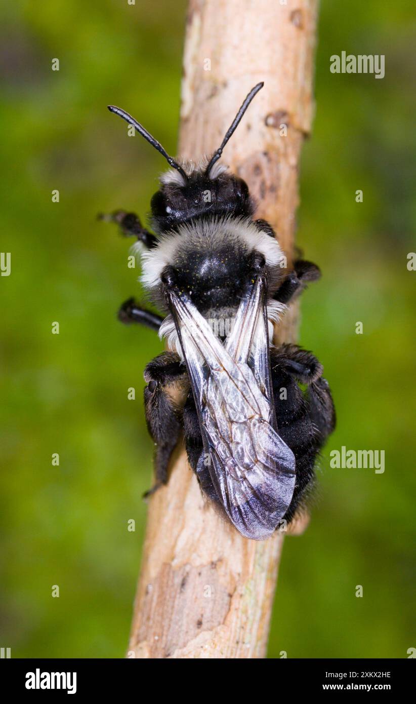 Common Mining Bee (female) - Dorsal view showing Stock Photo - Alamy