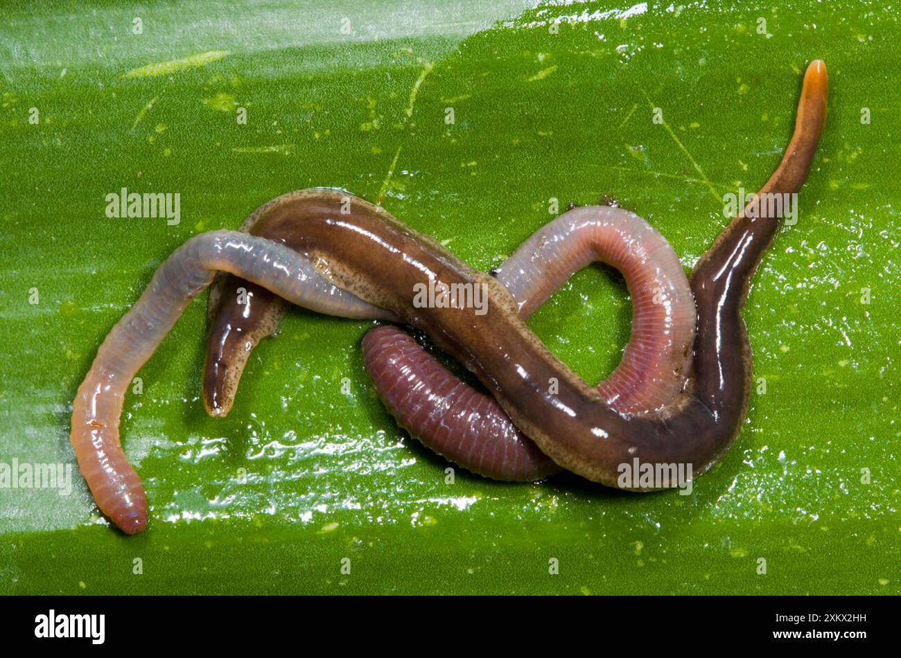Flatworm not islc hi-res stock photography and images - Alamy