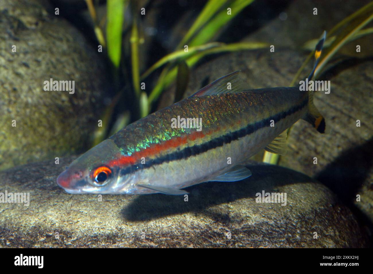 Red Line Torpedo Barb Stock Photo - Alamy