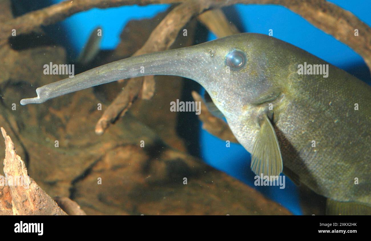Bizarre fish hi-res stock photography and images - Alamy