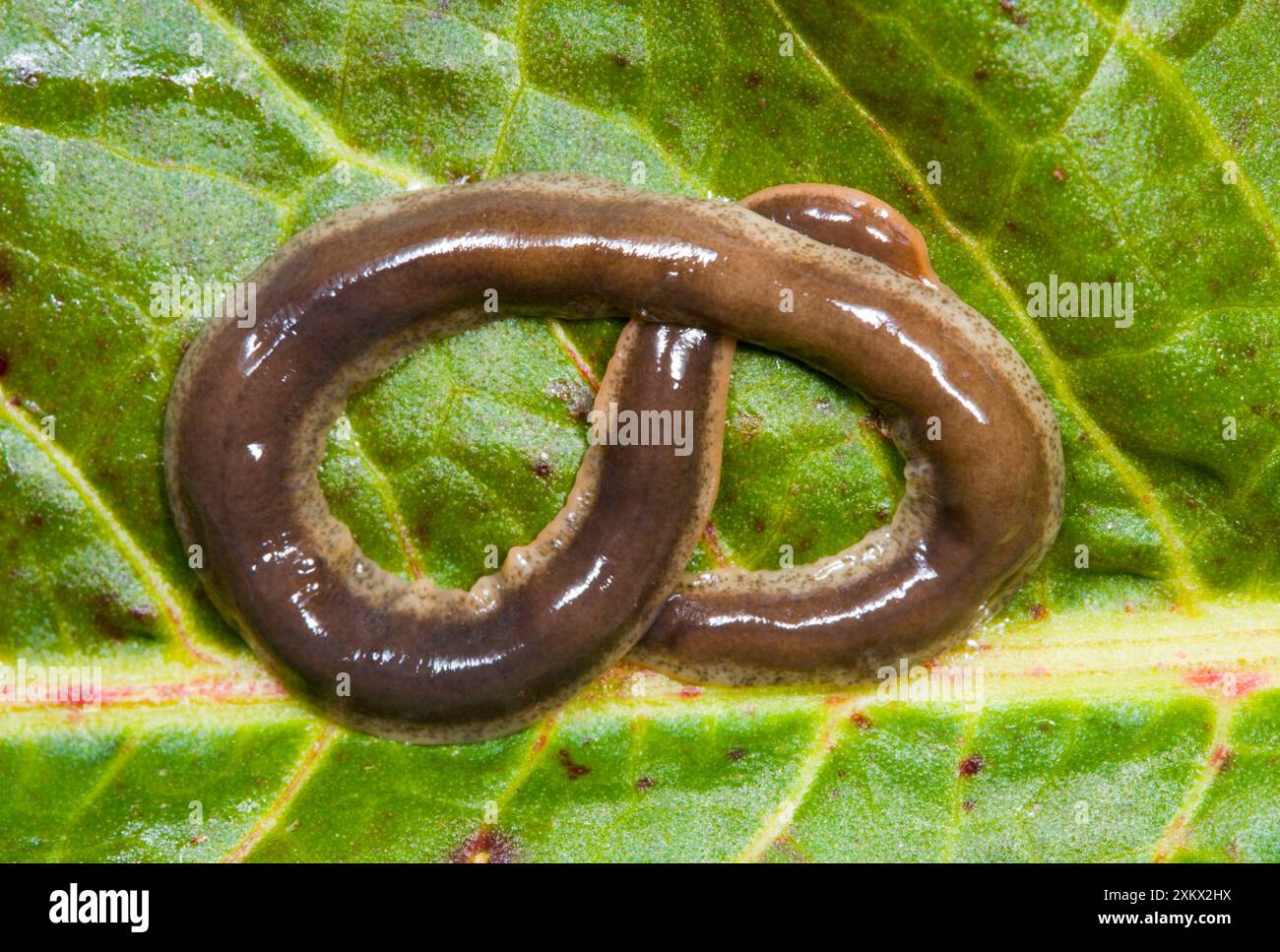 New zealand flatworm hi-res stock photography and images - Alamy