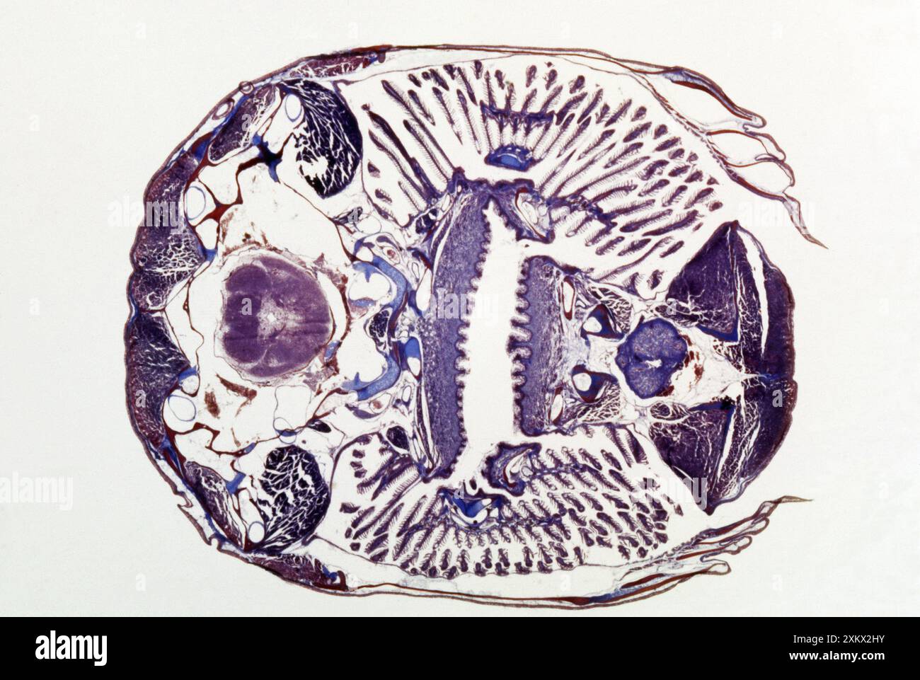 Microscopic Fish Gill - tranverse section through Stock Photo - Alamy