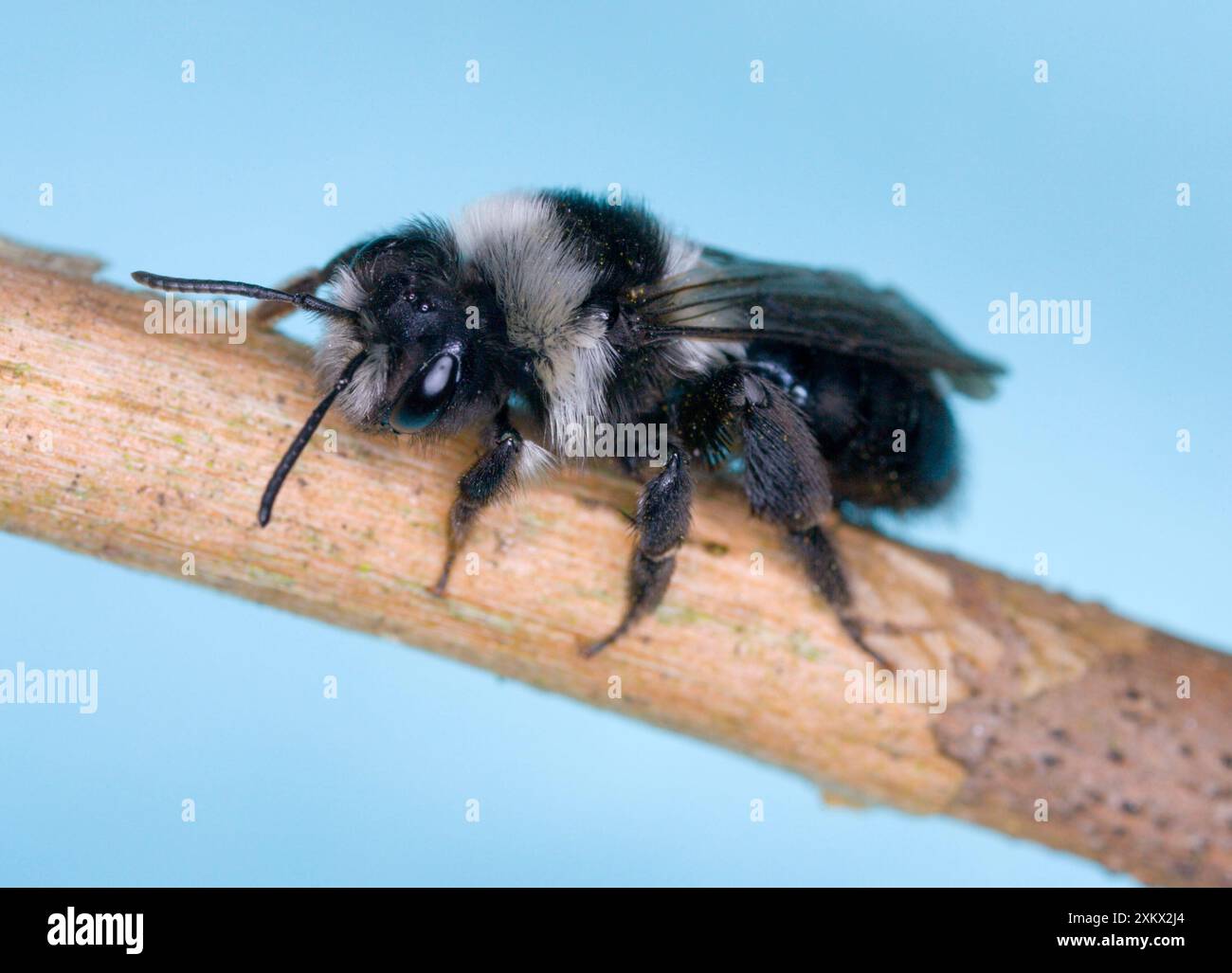 Mining animals hi-res stock photography and images - Alamy