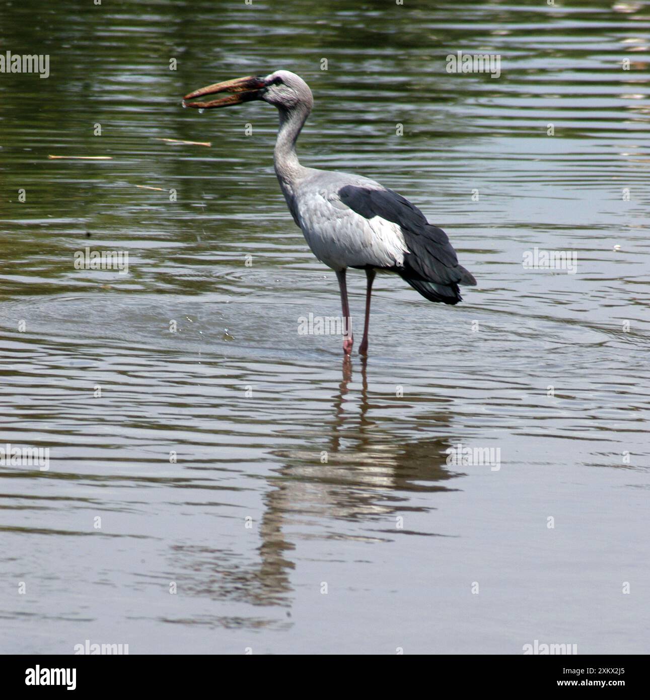 Indian stork bird hi-res stock photography and images - Alamy