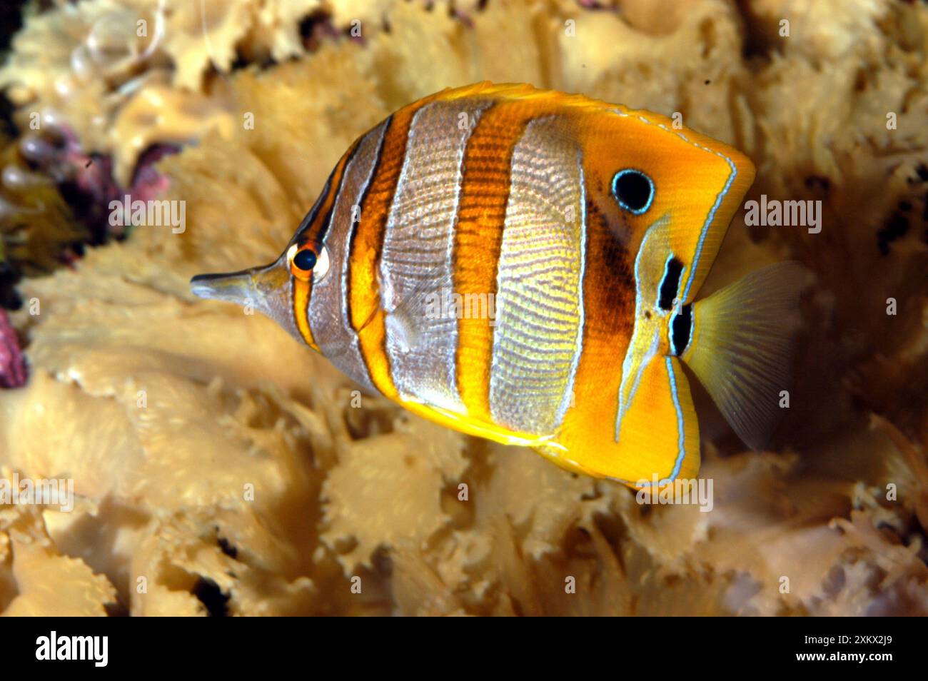 Butterfly fish / Beaked coral fish Stock Photo - Alamy