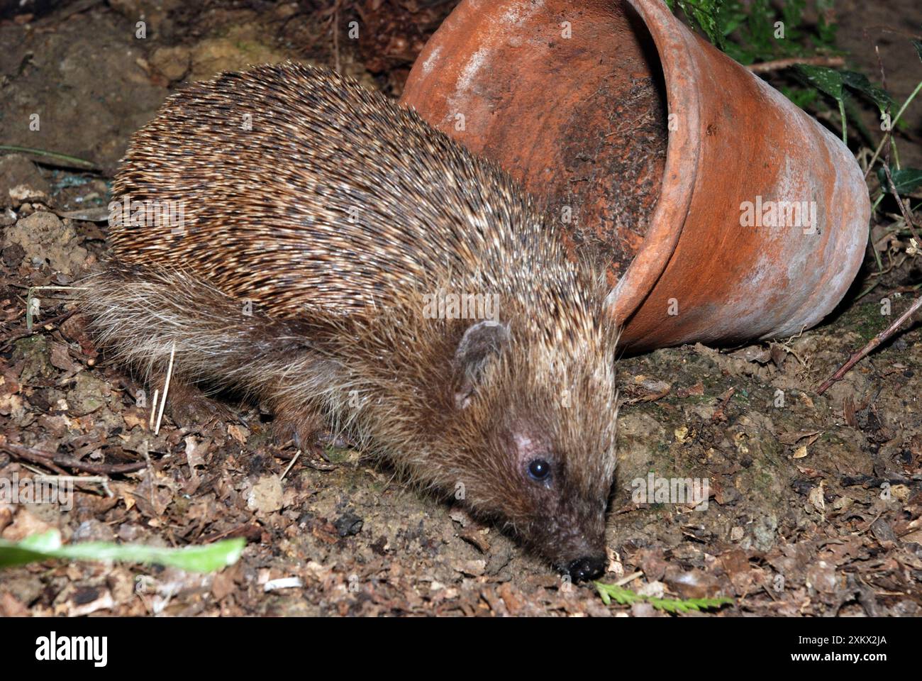 Hedgehogs in the garden hi-res stock photography and images - Alamy