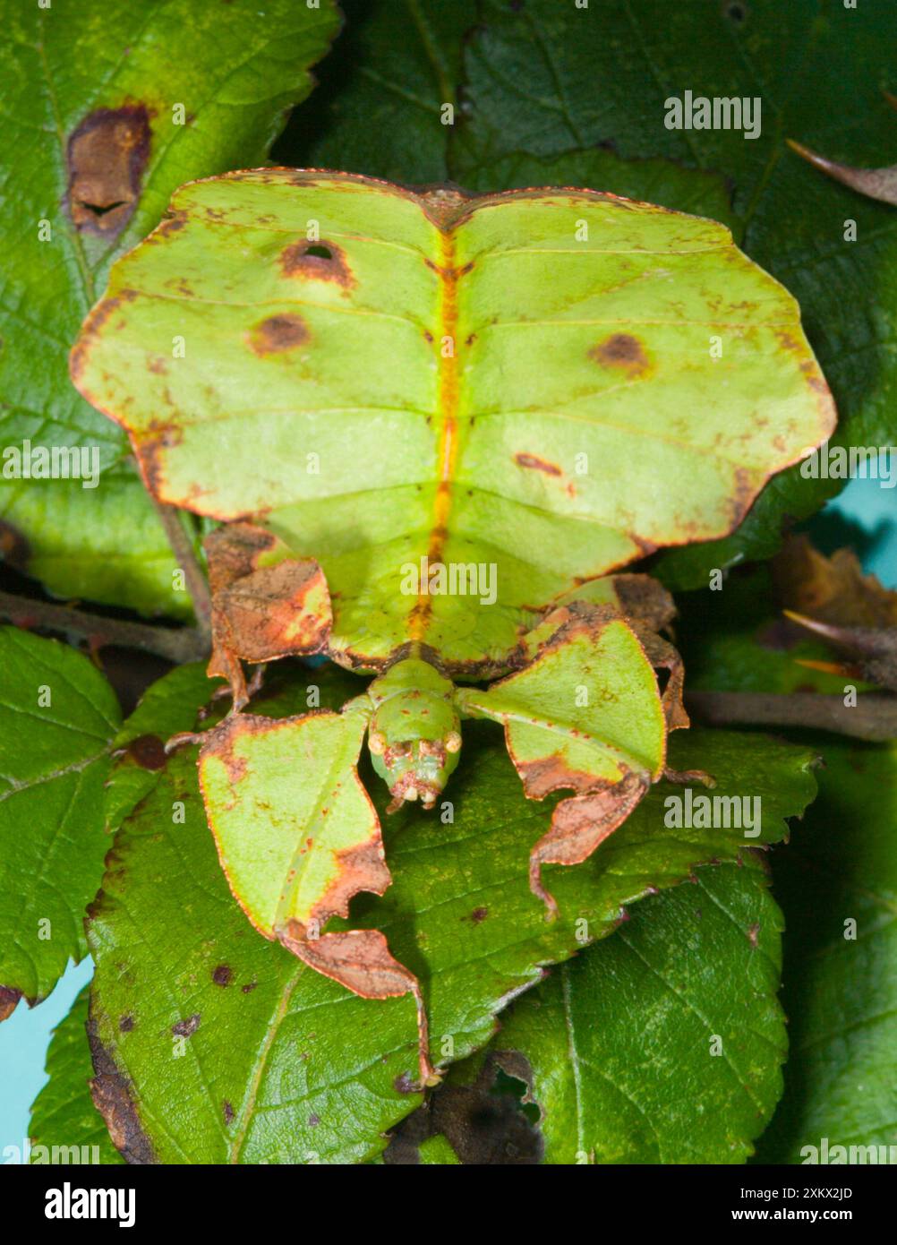 Animals that camouflage hi-res stock photography and images - Alamy