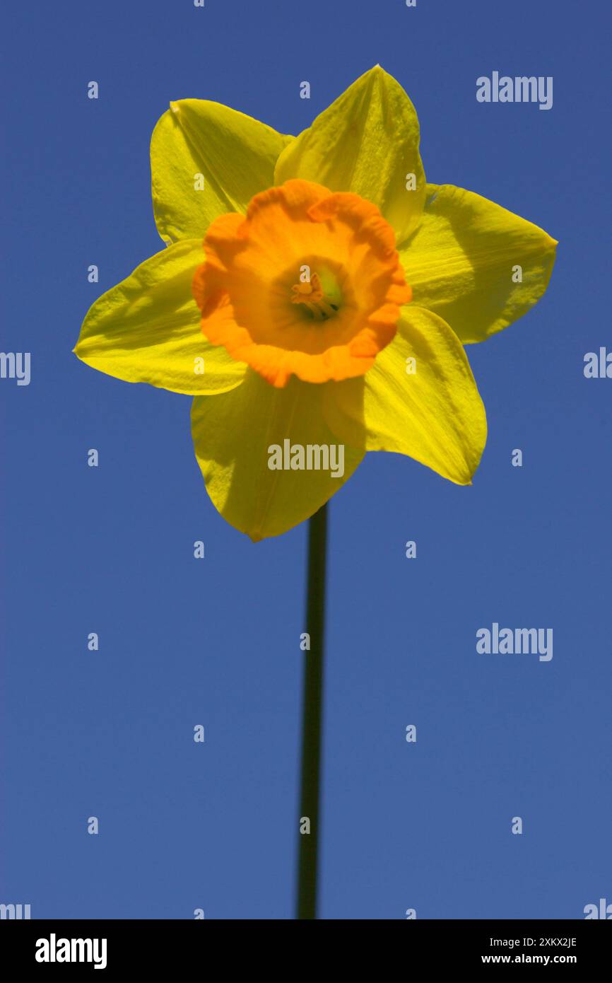 Daffodil fortune hi-res stock photography and images - Alamy