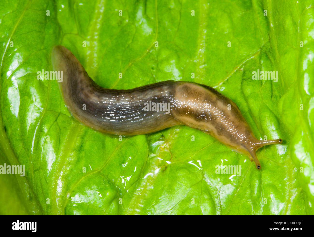 Tree slug hi-res stock photography and images - Alamy