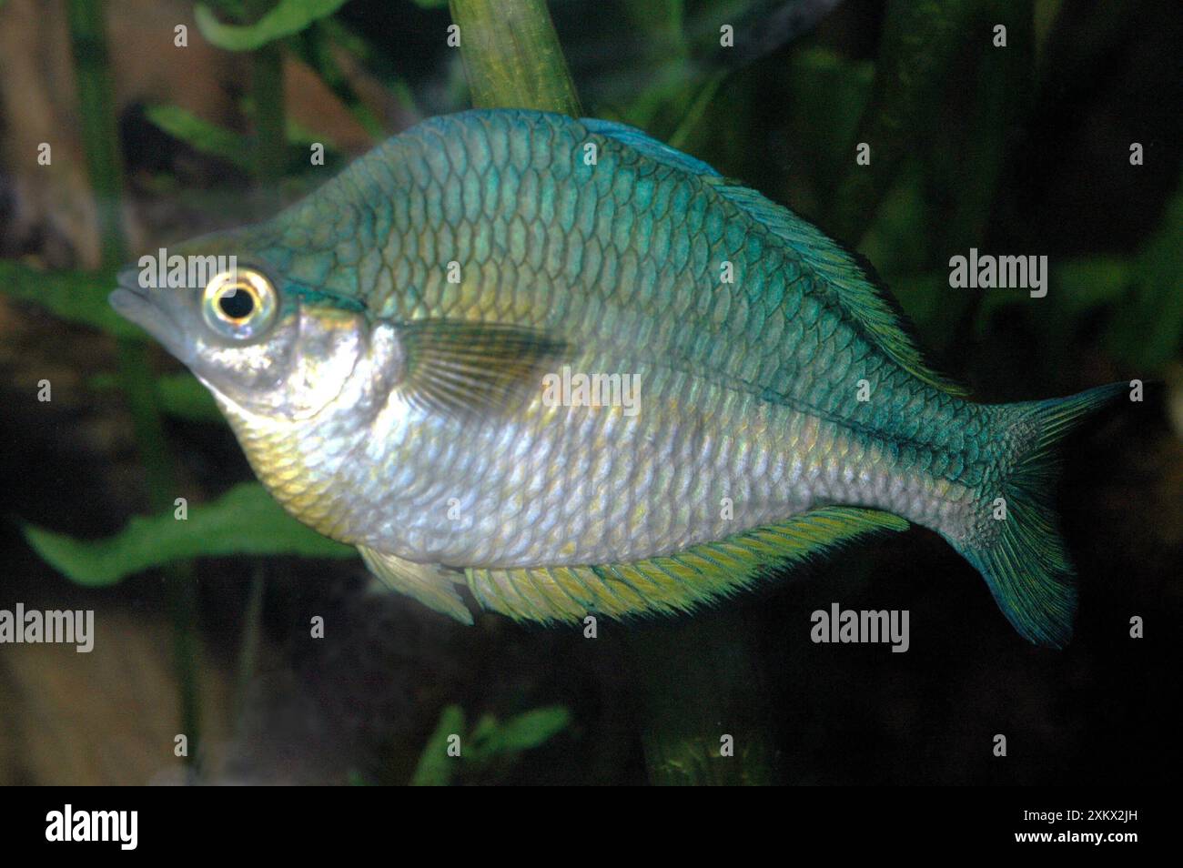 Rainbow fish papua new guinea hi-res stock photography and images - Alamy