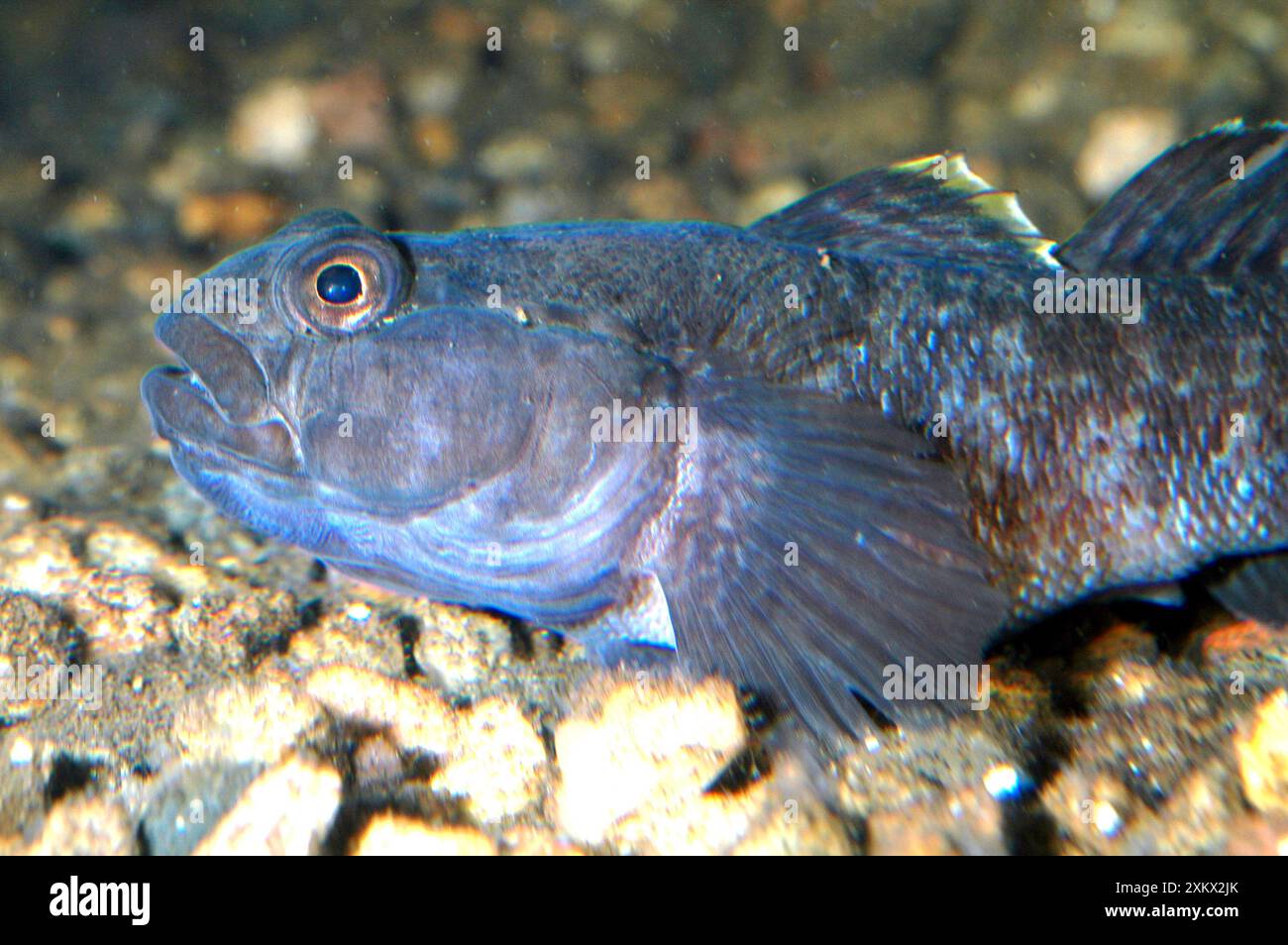 Goby fish rock hi-res stock photography and images - Alamy