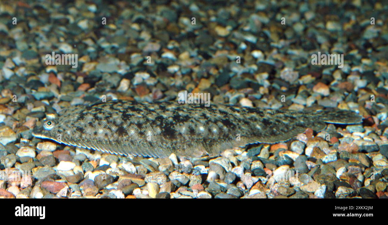 Dover / Common Sole Stock Photo - Alamy