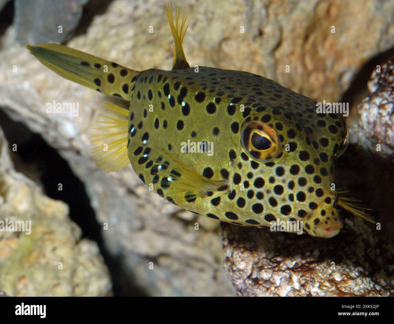 Fish shapes hi-res stock photography and images - Alamy