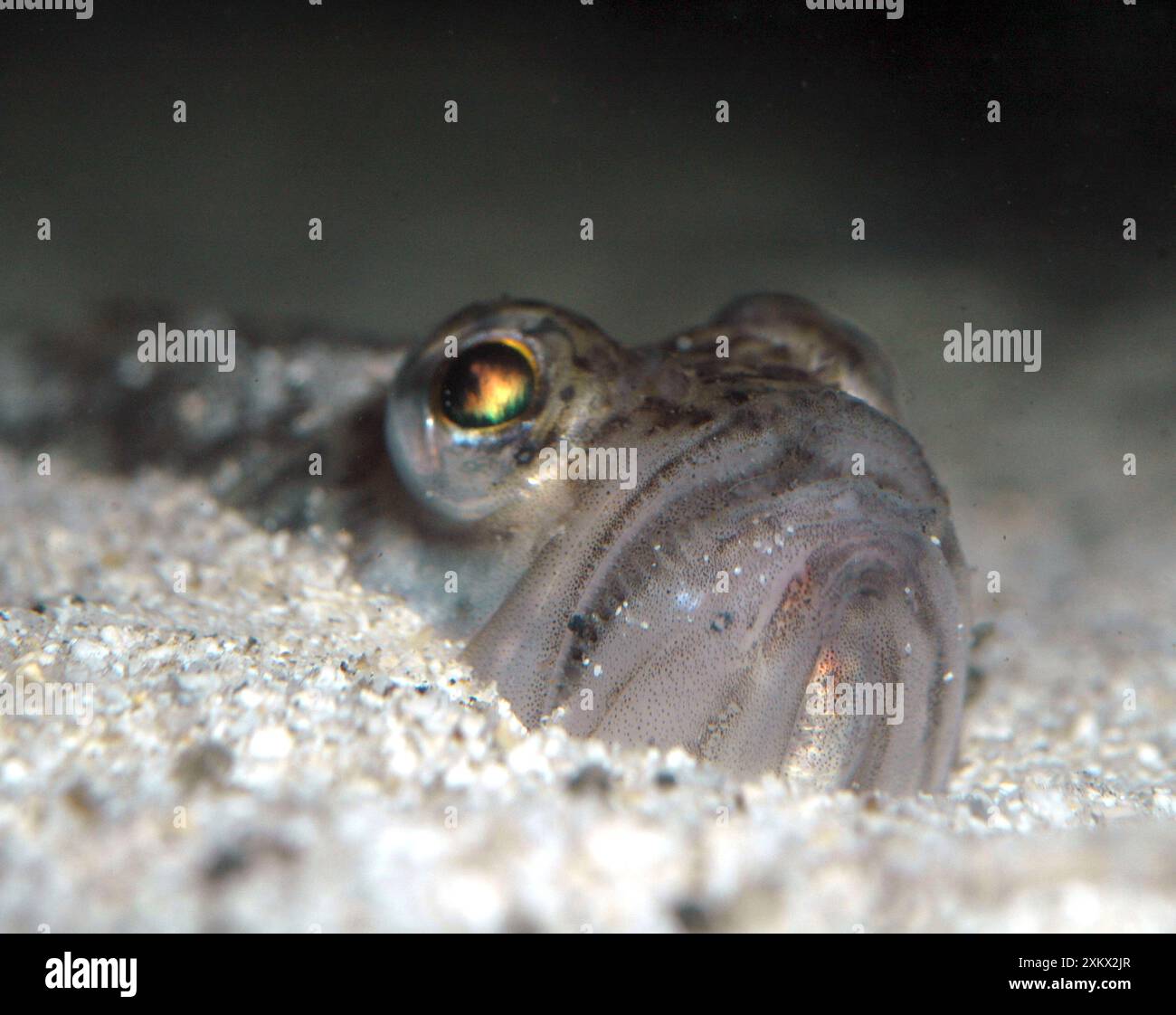 Lesser Weever Fish Stock Photo - Alamy