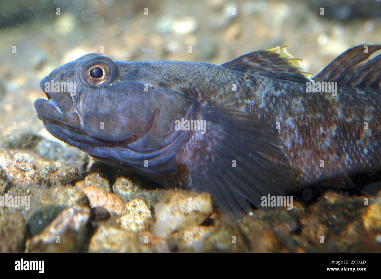 Goby fish rock hi-res stock photography and images - Alamy