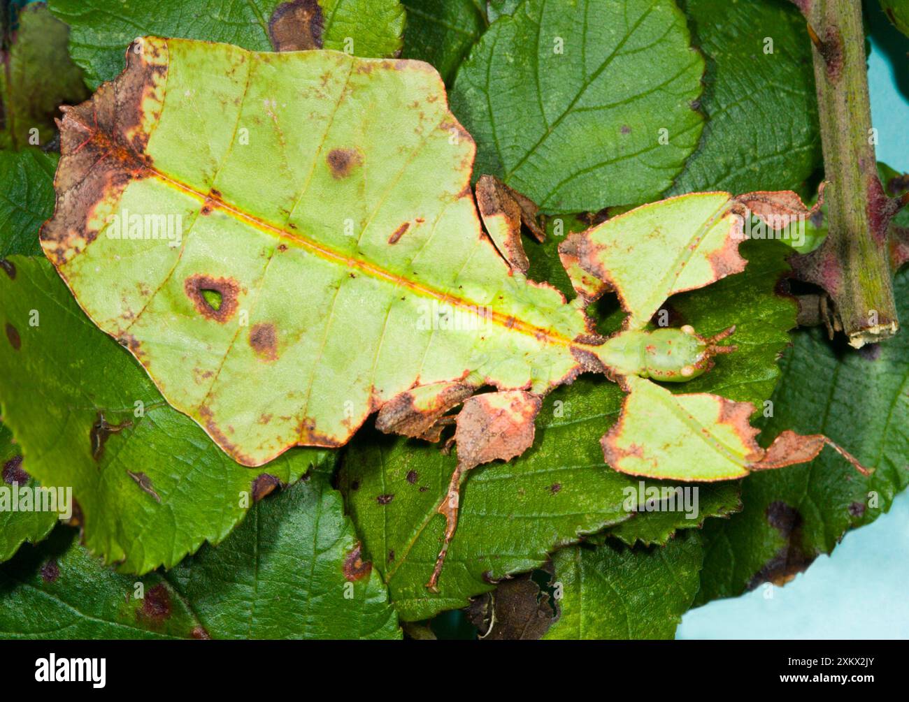 Superb camouflage hi-res stock photography and images - Alamy