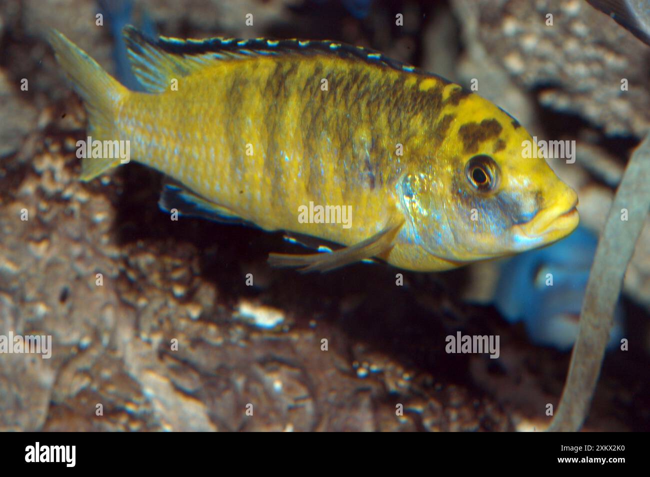 Cichlid fish lake malawi hi-res stock photography and images - Alamy