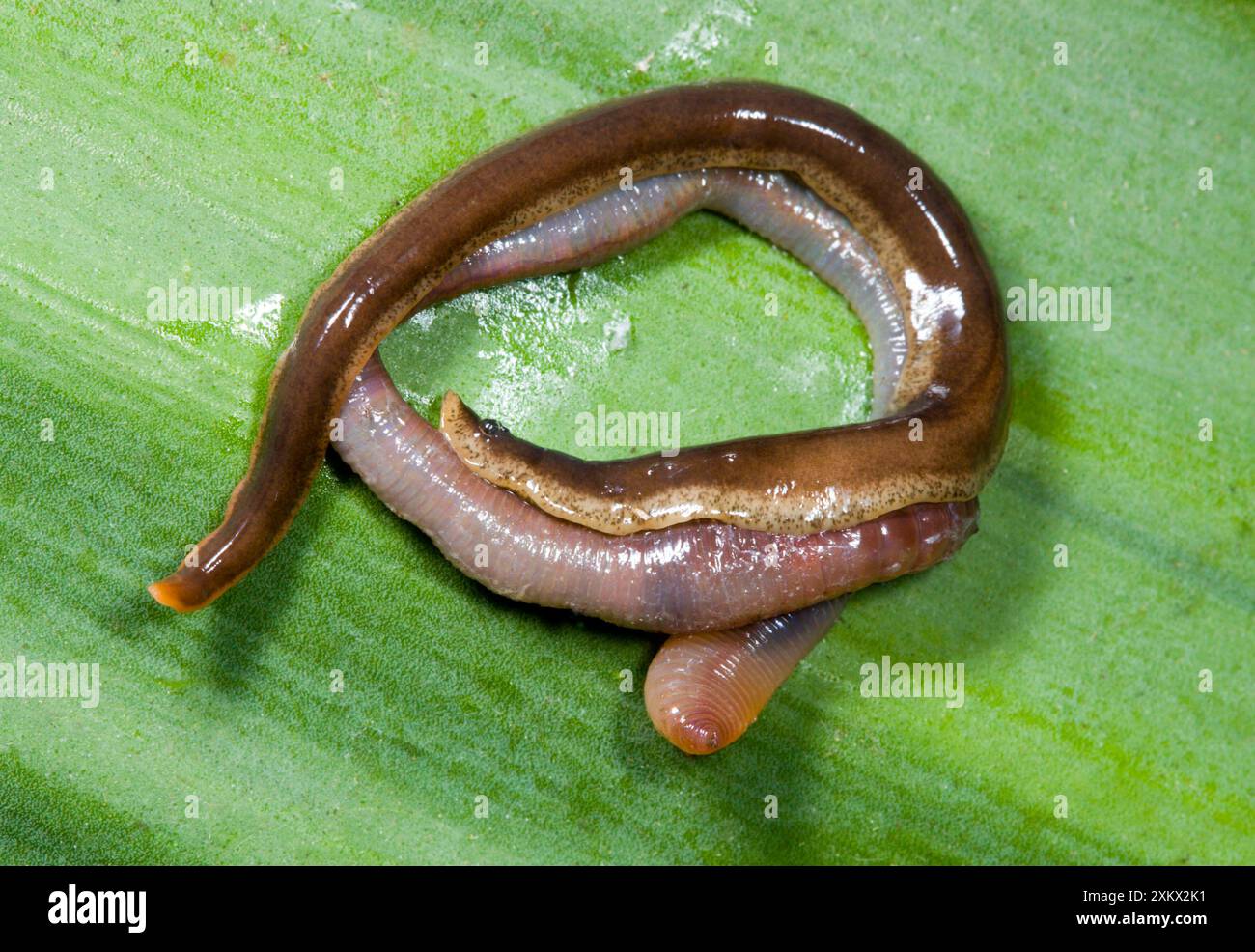 New zealand flatworm hi-res stock photography and images - Alamy
