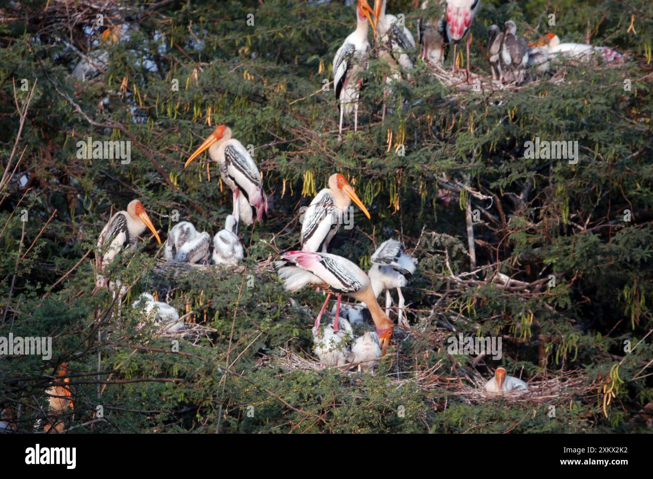 Painted storks - nesting Stock Photo - Alamy
