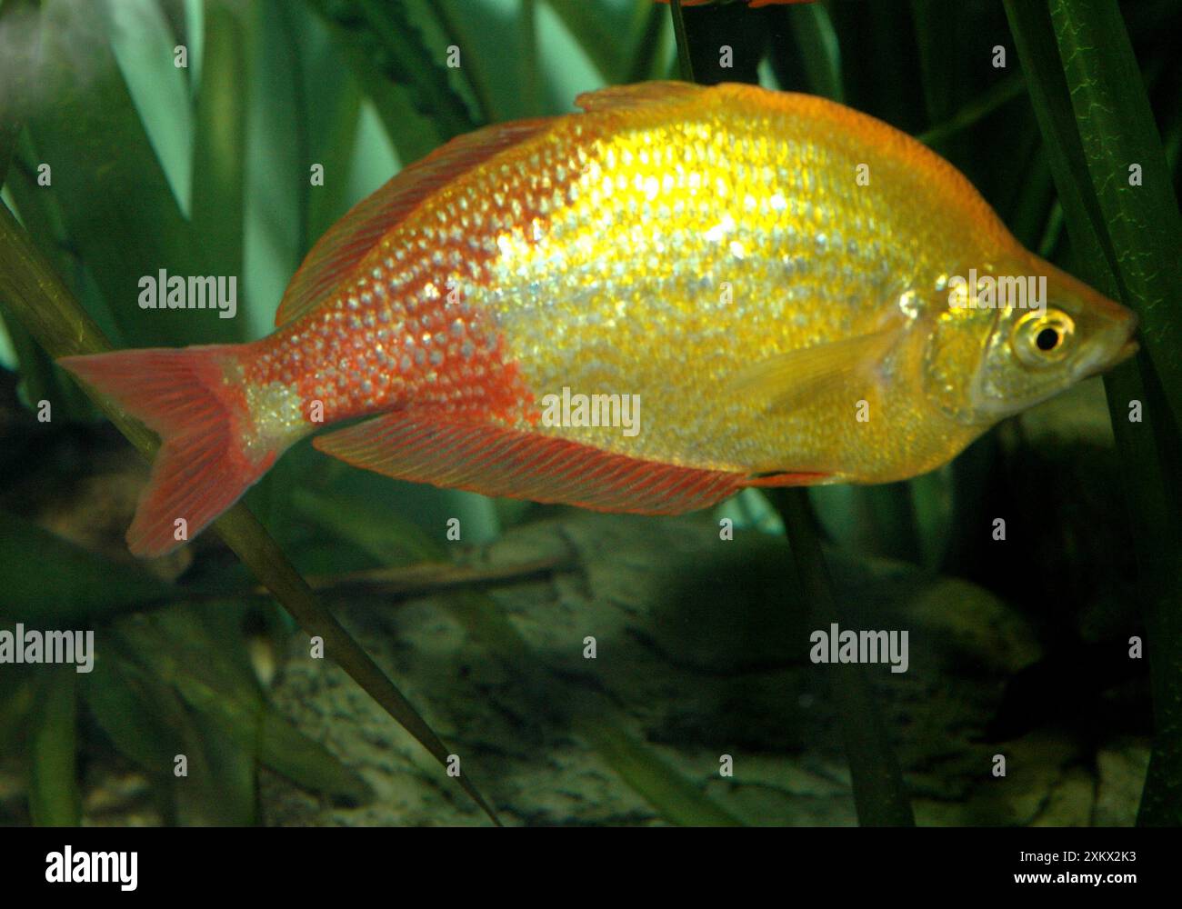 Freshwater rainbowfish hi-res stock photography and images - Alamy