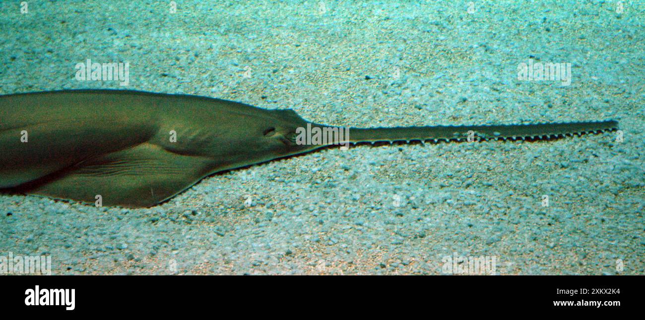 Sawfishes hi-res stock photography and images - Alamy