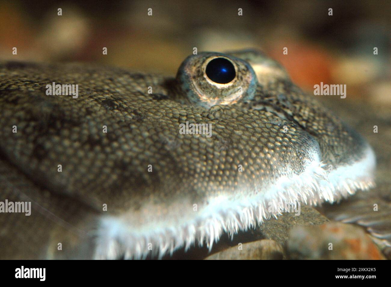 Dover / Common Sole Stock Photo - Alamy
